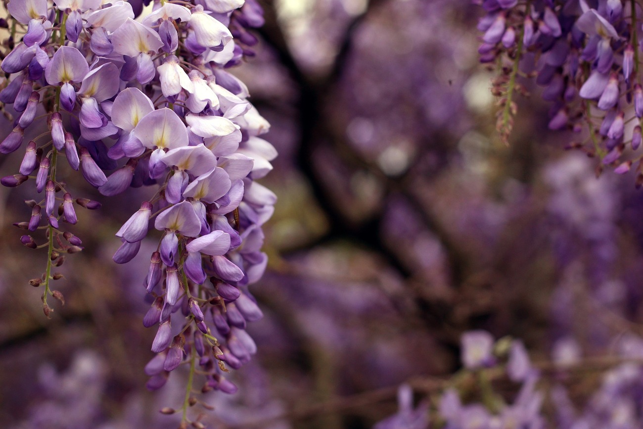 Glicini, colori da collezione | AboutPlants