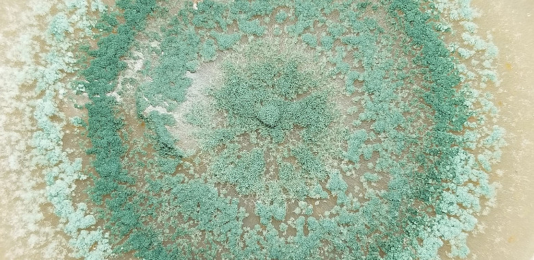 Il Trichoderma per la difesa delle piante | AboutPlants