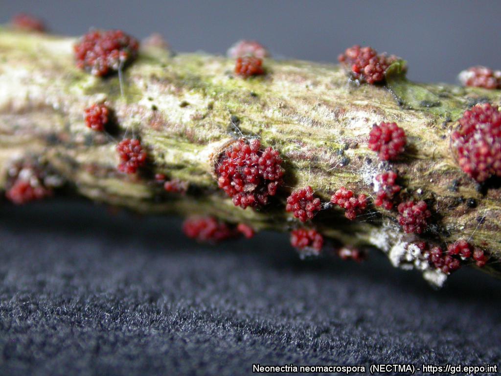 Un parassita pericoloso: Neonectria neomacrospora | AboutPlants